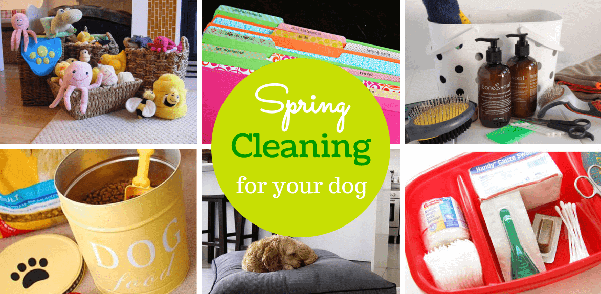 A spring cleaning checklist for your dog | Dog organisation tips