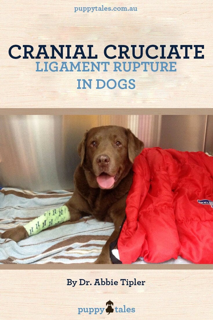Cranial Cruciate Ligament Rupture in Dogs | Vet Check
