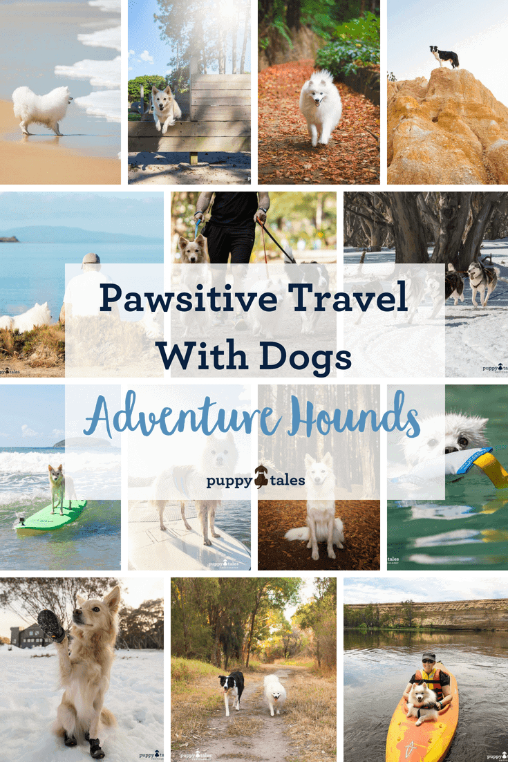 Pawsitive Travel With Dogs ~ Adventure Hounds | Puppy Tales